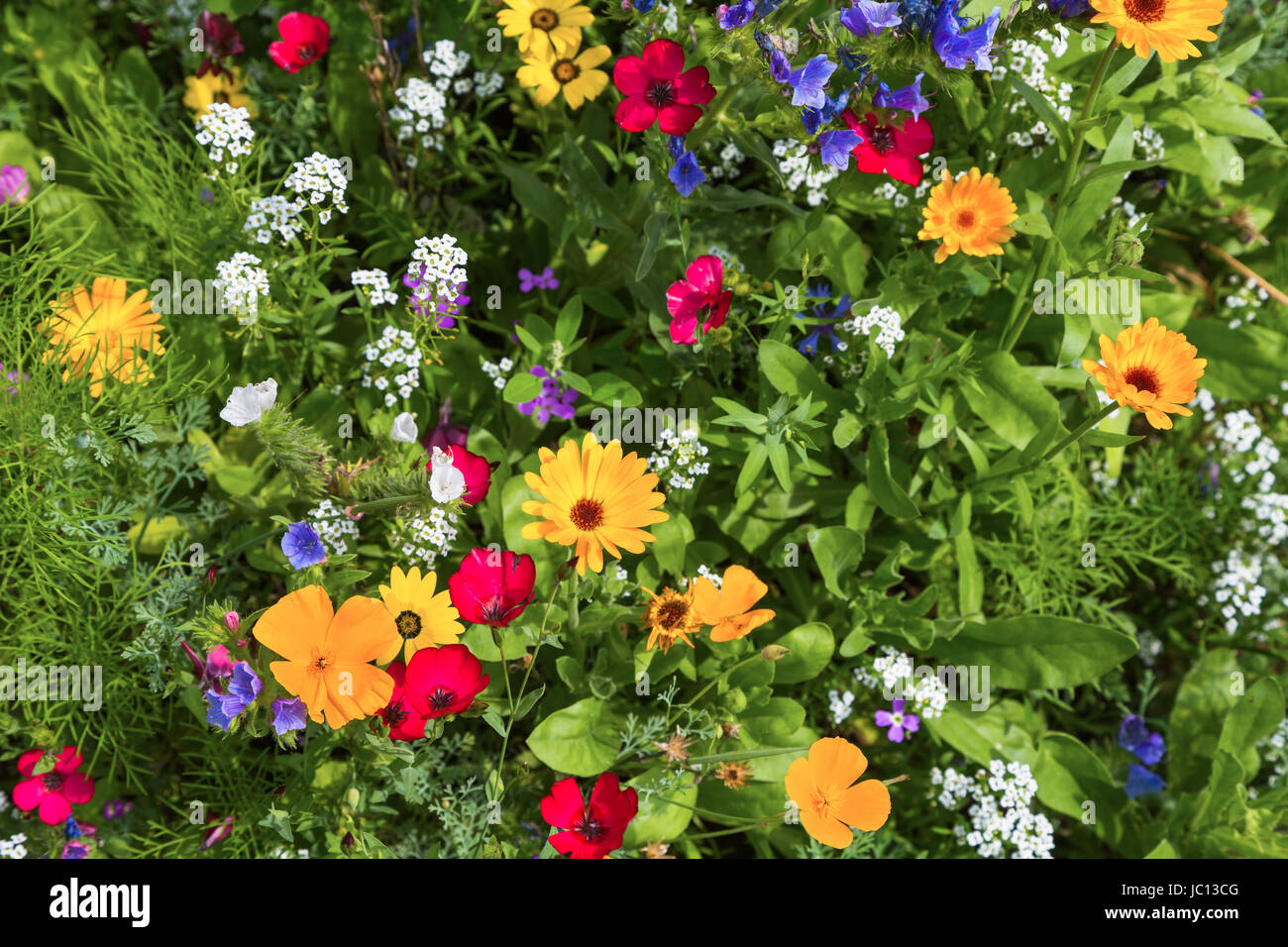 Detail einer Wiese mit bunten Blumen Stock Photo - Alamy