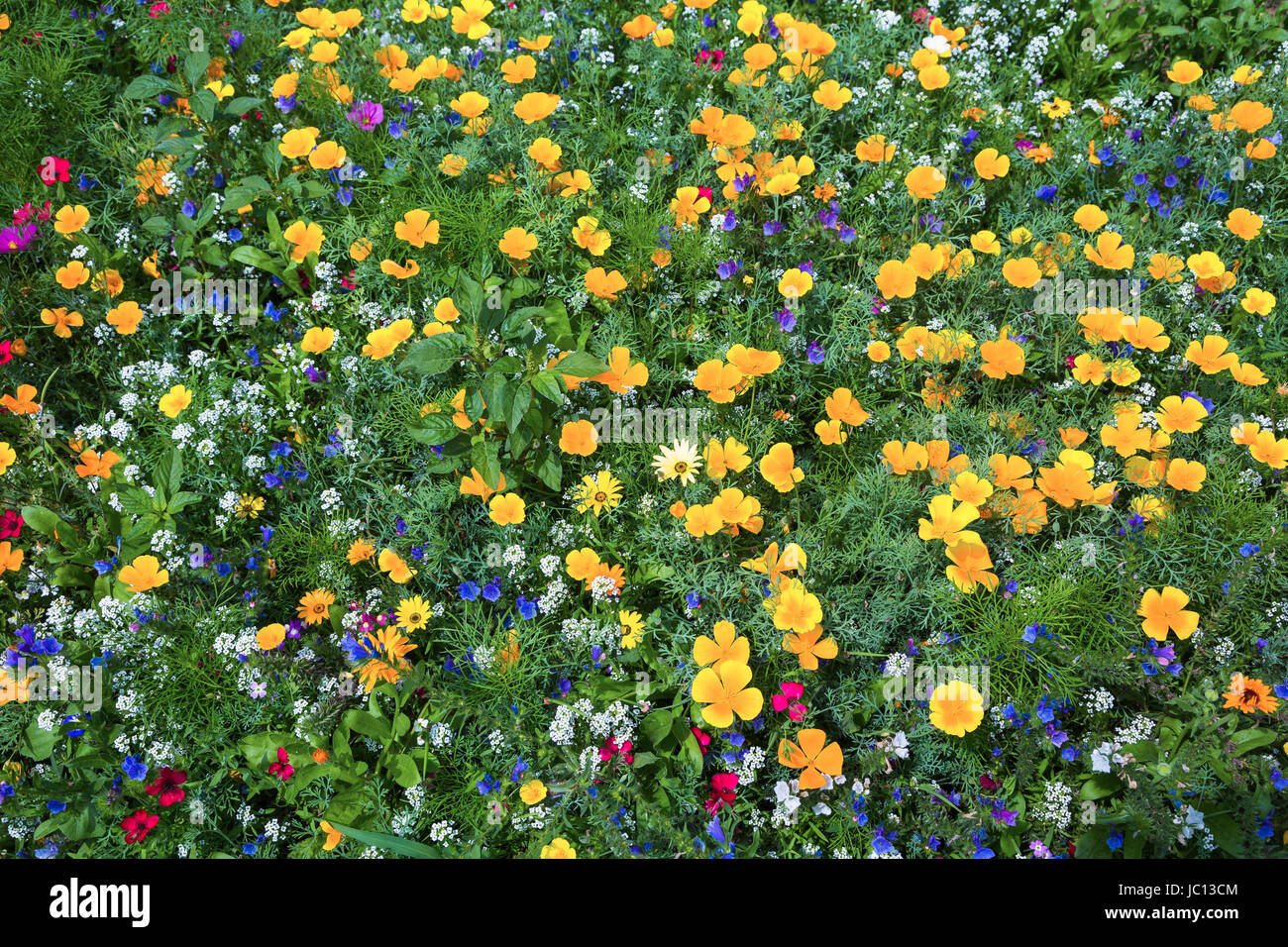 Wiese mit blühenden Blumen Stock Photo - Alamy