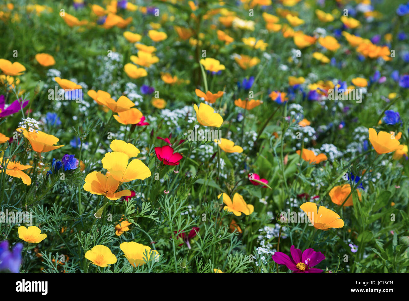 Wiese mit bunten Blumen Stock Photo - Alamy