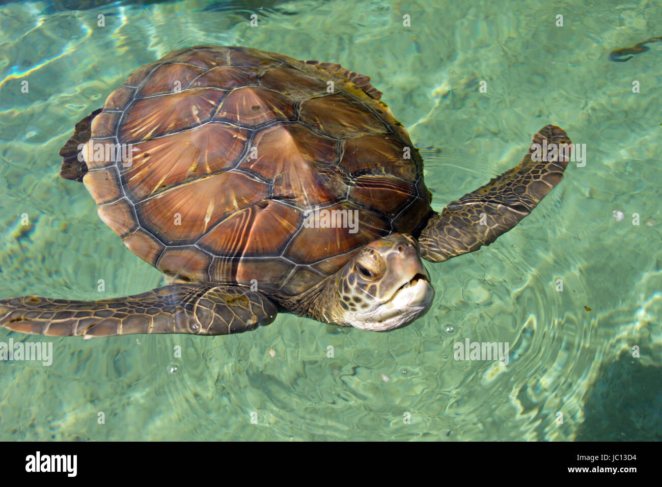 turtle in water Stock Photo - Alamy