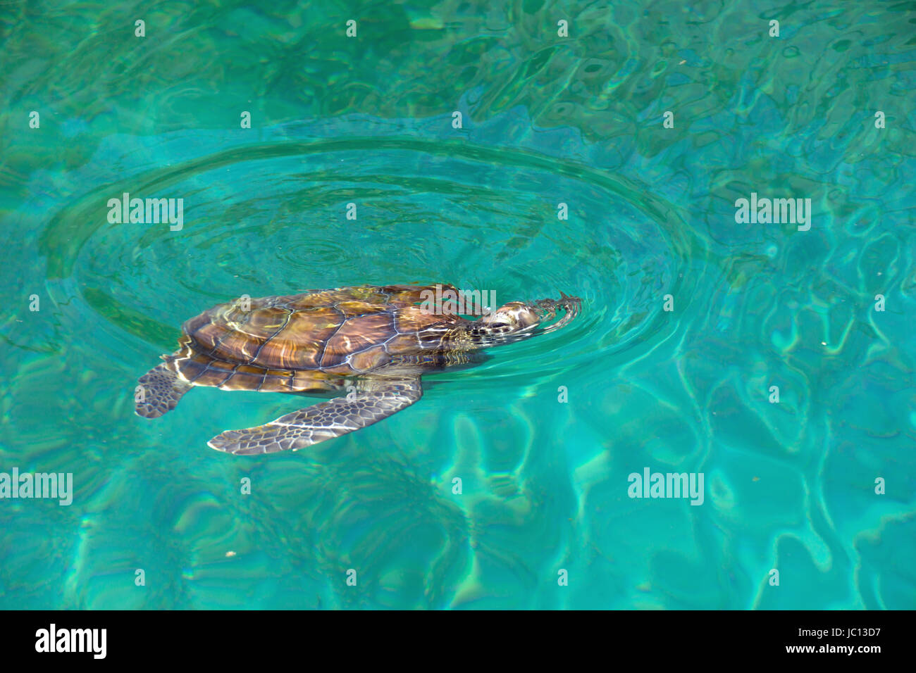 turtle in the water Stock Photo - Alamy