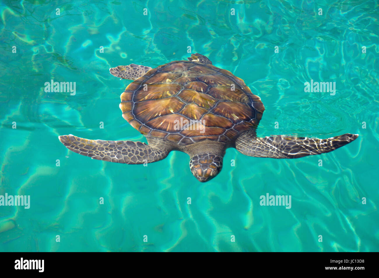 turtle in water Stock Photo - Alamy