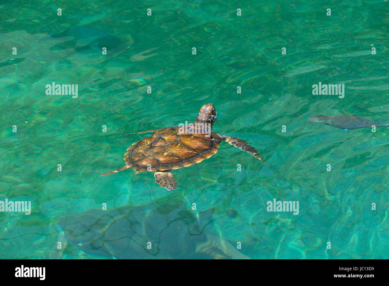 turtle in water Stock Photo - Alamy