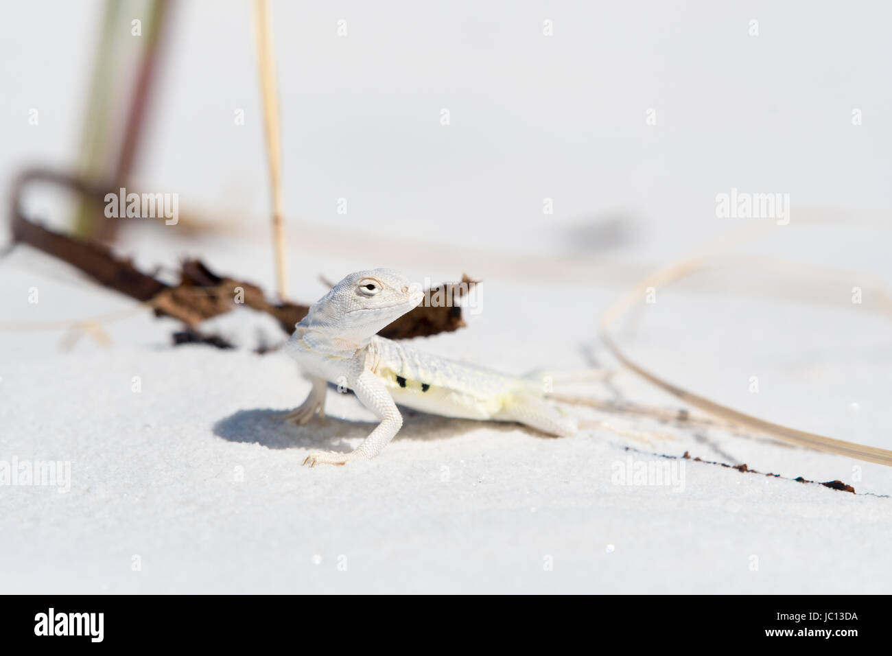 Bleached Earless Lizard, (Holbrookia maculata ruthveni), White Sands ...
