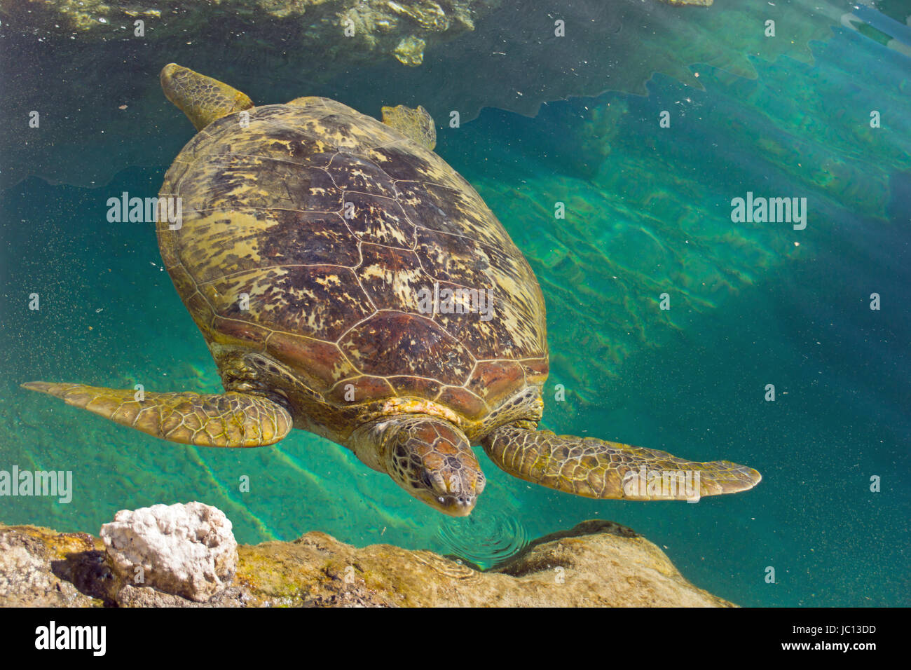 turtle in water Stock Photo - Alamy