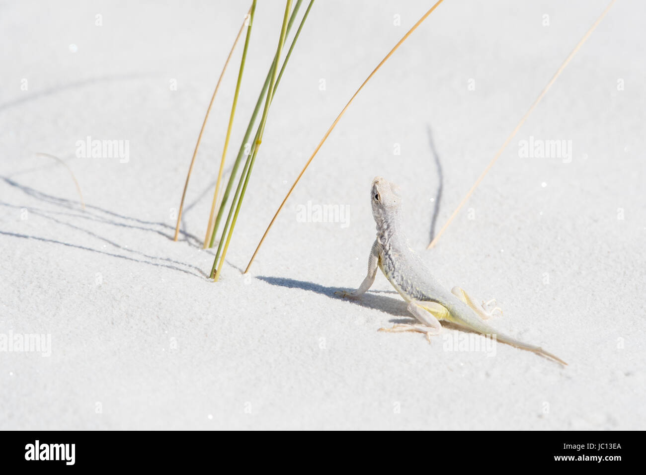 Bleached Earless Lizard, (Holbrookia maculata ruthveni), White Sands ...