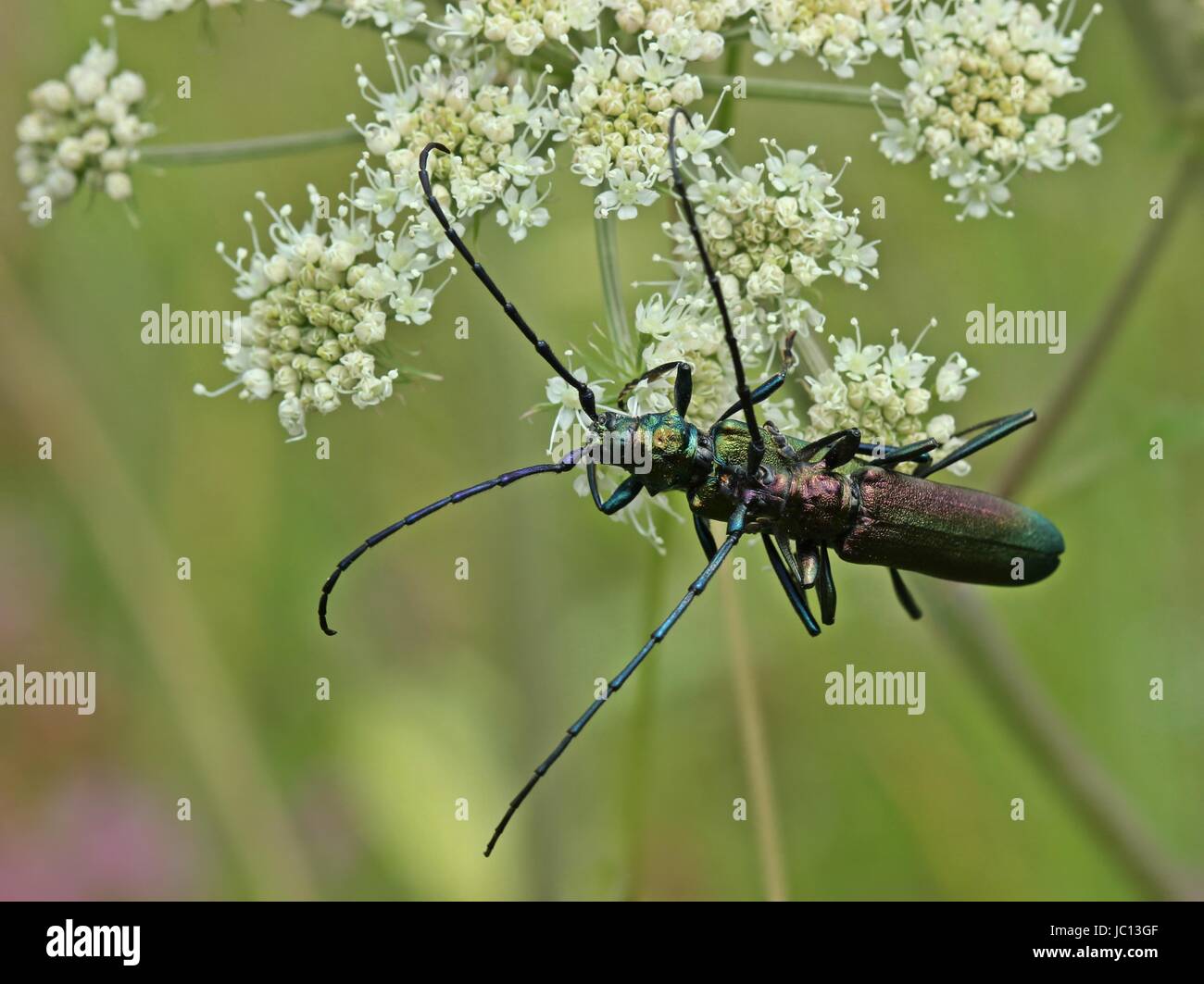 Moschusbock aromia moschata hi-res stock photography and images - Alamy