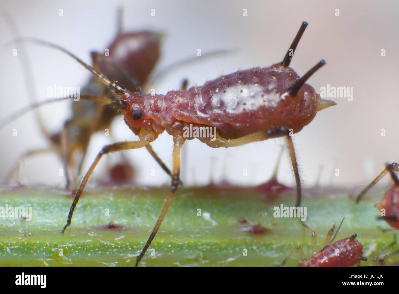 Blattlause hi-res stock photography and images - Alamy