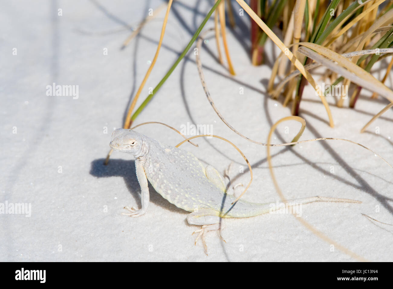 Bleached Earless Lizard, (Holbrookia maculata ruthveni), White Sands ...