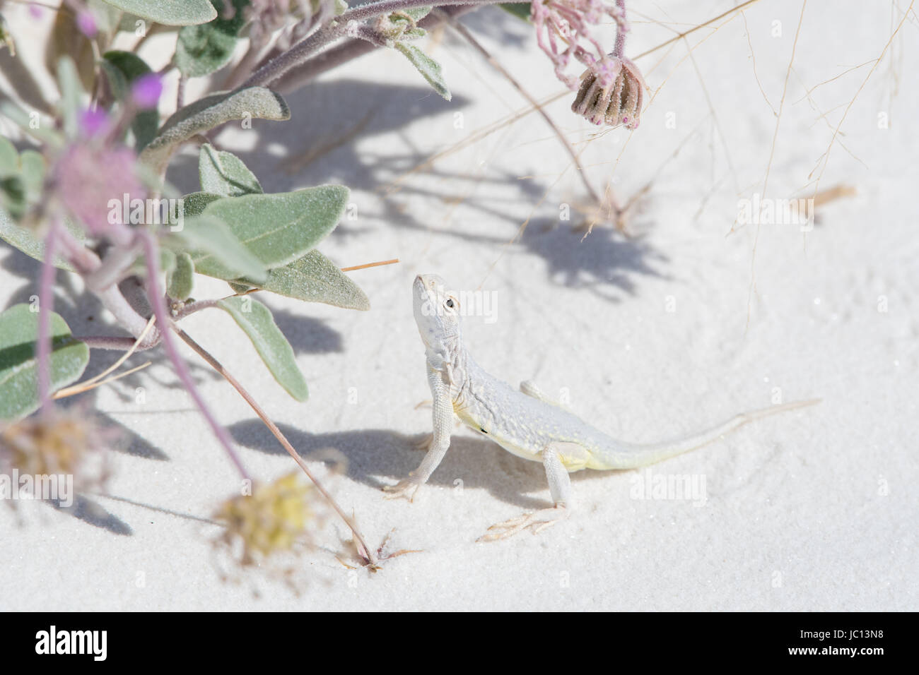 Bleached Earless Lizard, (Holbrookia maculata ruthveni), White Sands ...