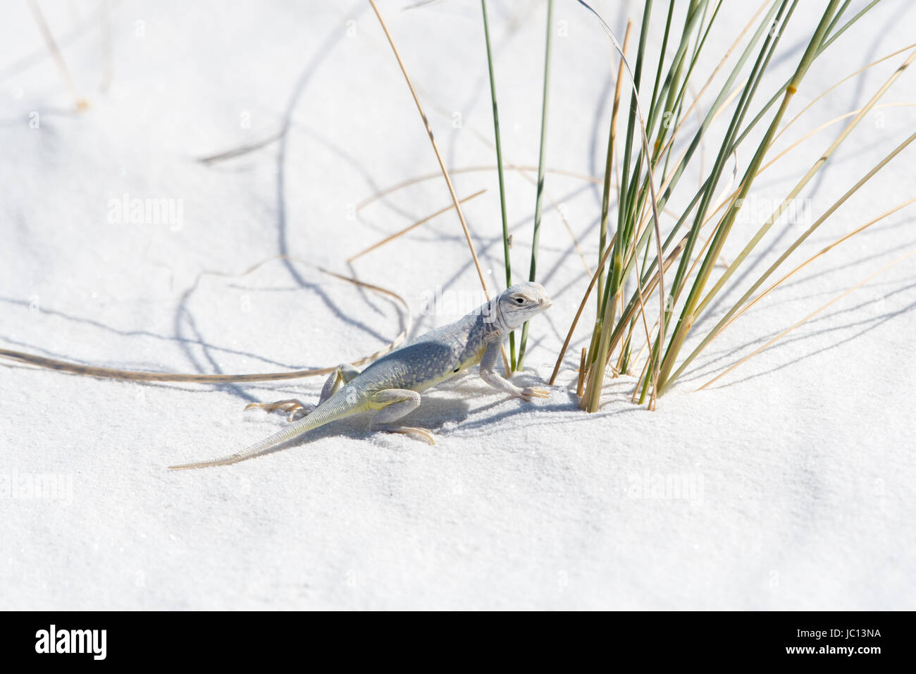 Bleached Earless Lizard, (Holbrookia maculata ruthveni), White Sands ...