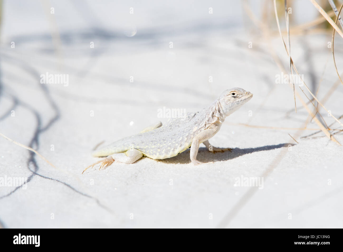 Bleached Earless Lizard, (Holbrookia maculata ruthveni), White Sands ...