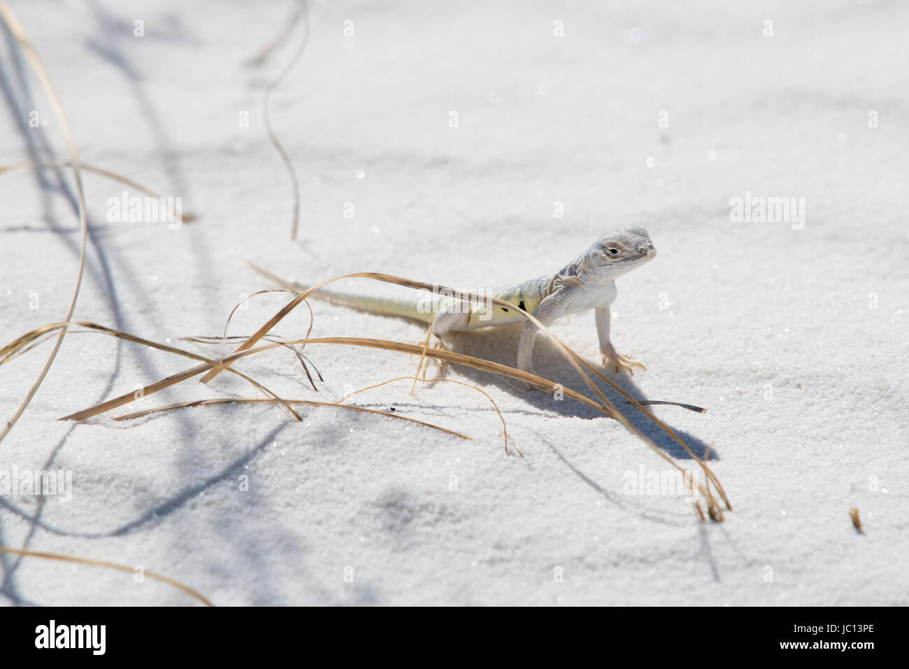 Bleached Earless Lizard, (Holbrookia maculata ruthveni), White Sands ...