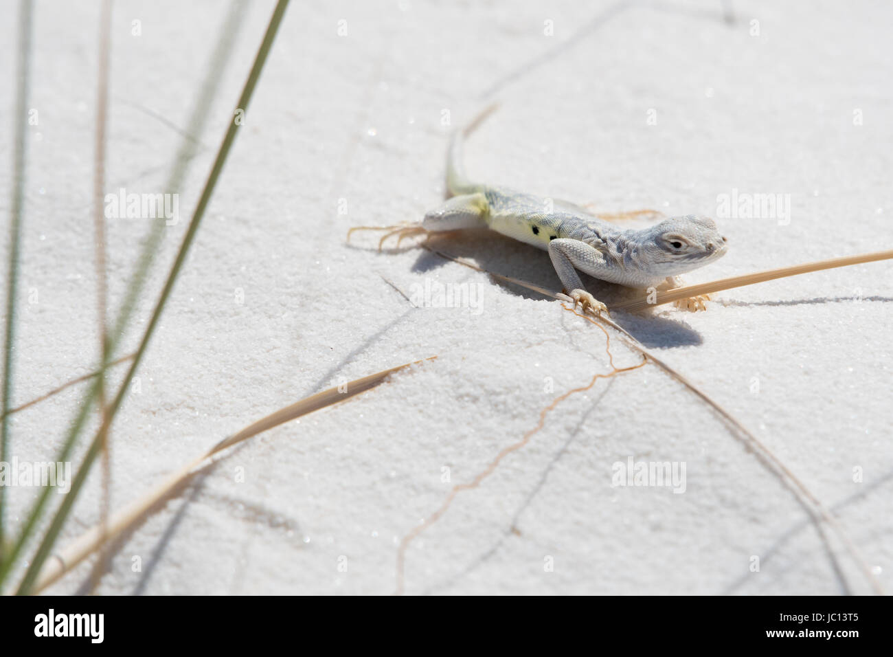 Bleached Earless Lizard, (Holbrookia maculata ruthveni), White Sands ...