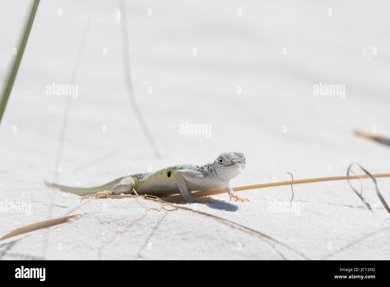 Bleached Earless Lizard, (Holbrookia maculata ruthveni), White Sands ...