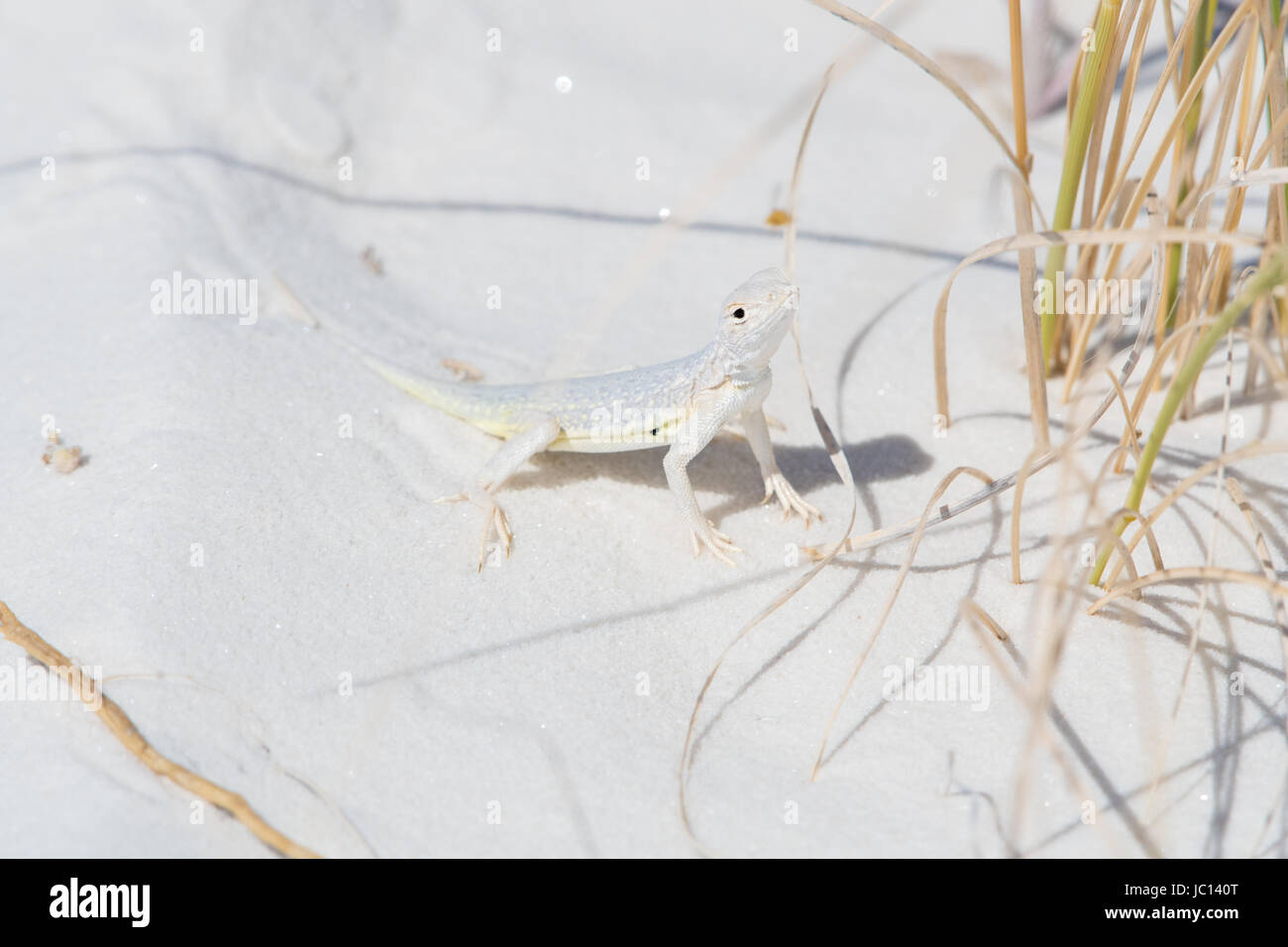 Bleached Earless Lizard, (Holbrookia maculata ruthveni), White Sands ...