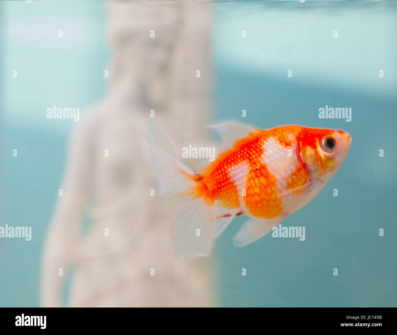 Pearlscale pearlscale hi-res stock photography and images - Alamy