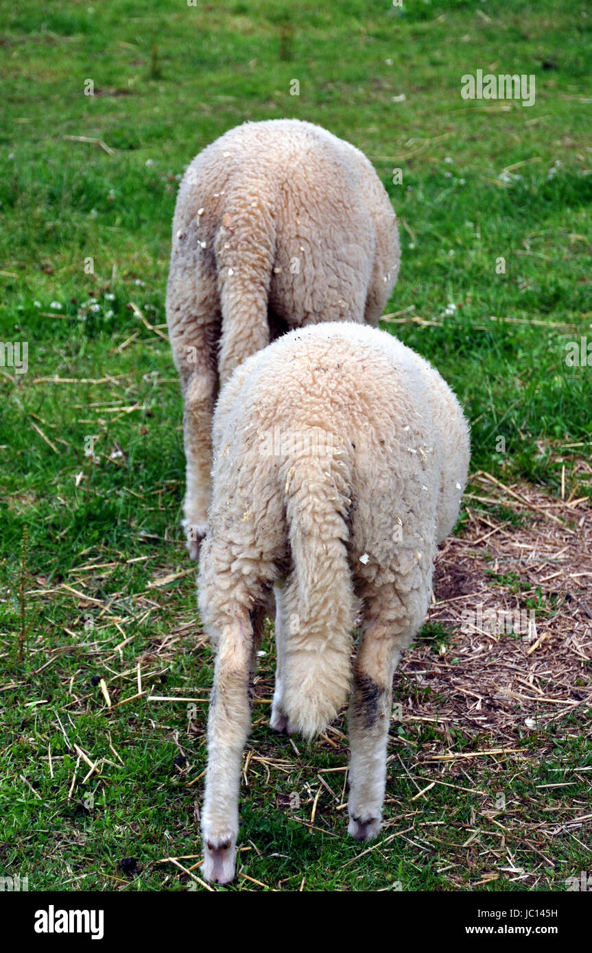 Two in a row hi-res stock photography and images - Alamy