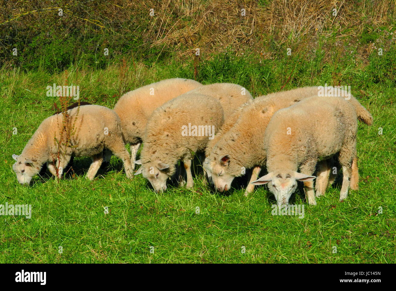 Lawn sheep hi-res stock photography and images - Alamy