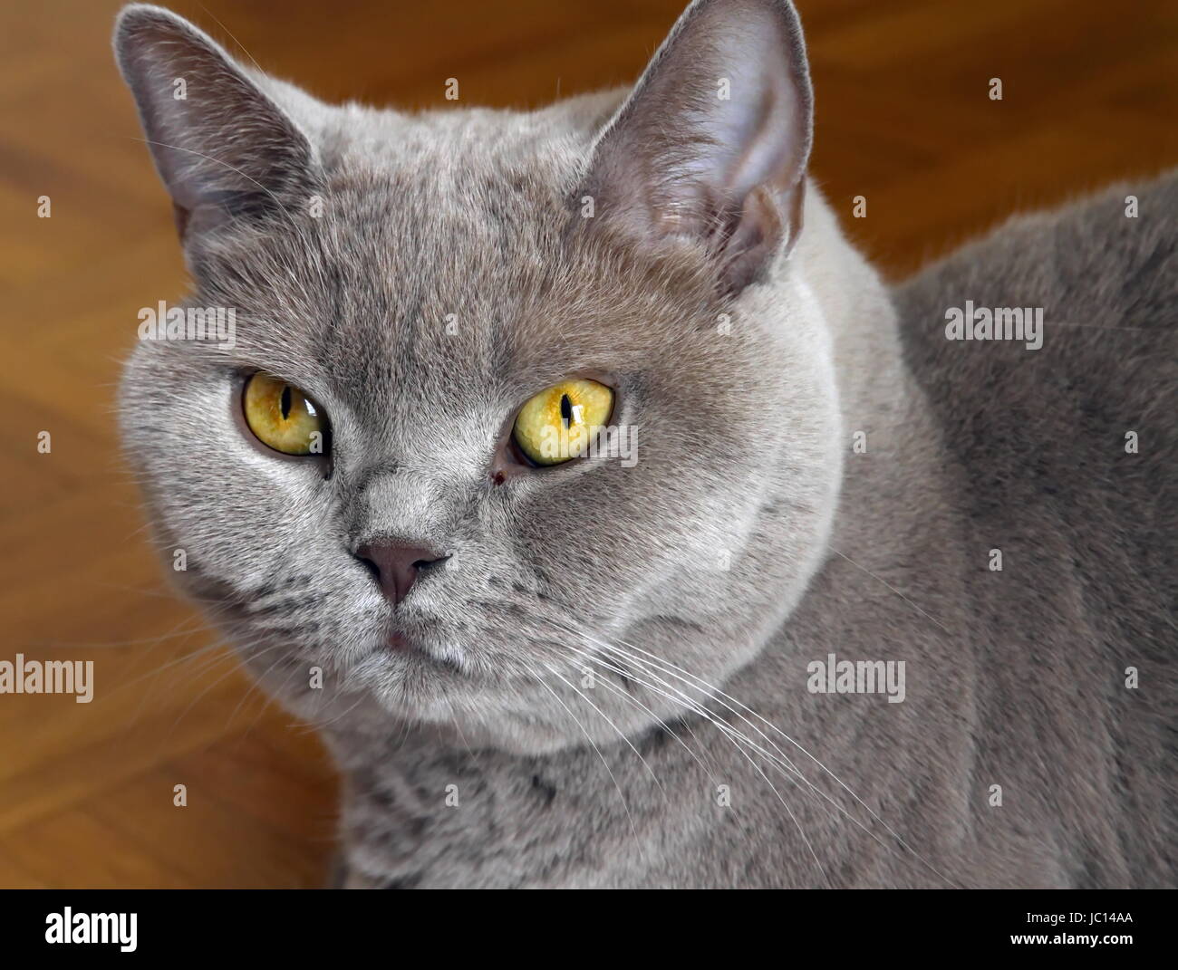 Lilac british shorthair wih yellow eyes portrait Stock Photo - Alamy