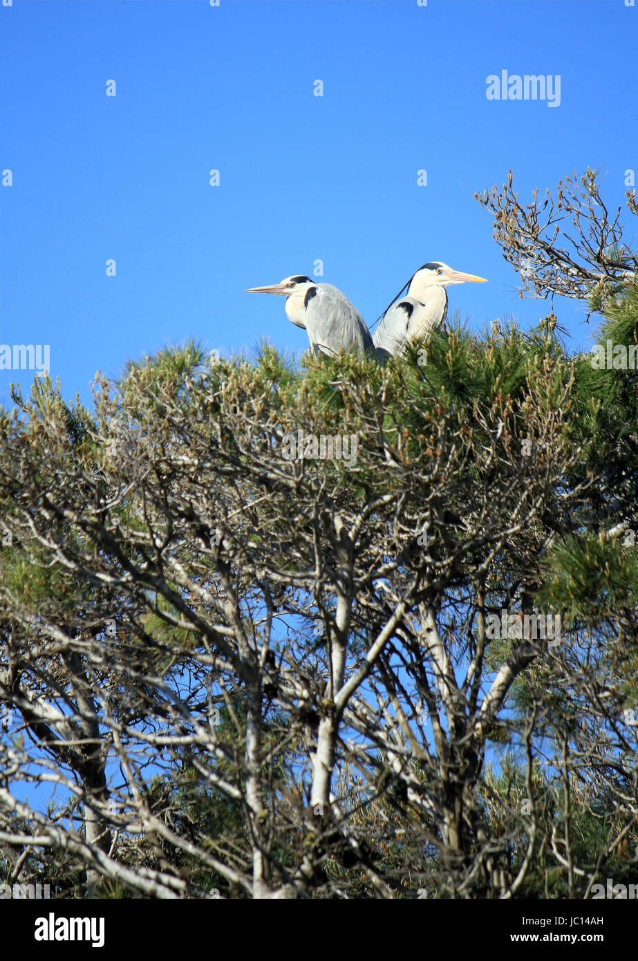 Two grey herons, ardea cinerea, in a tree in Camargue, France Stock ...
