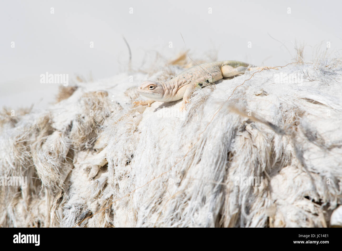 Bleached Earless Lizard, (Holbrookia maculata ruthveni), White Sands ...
