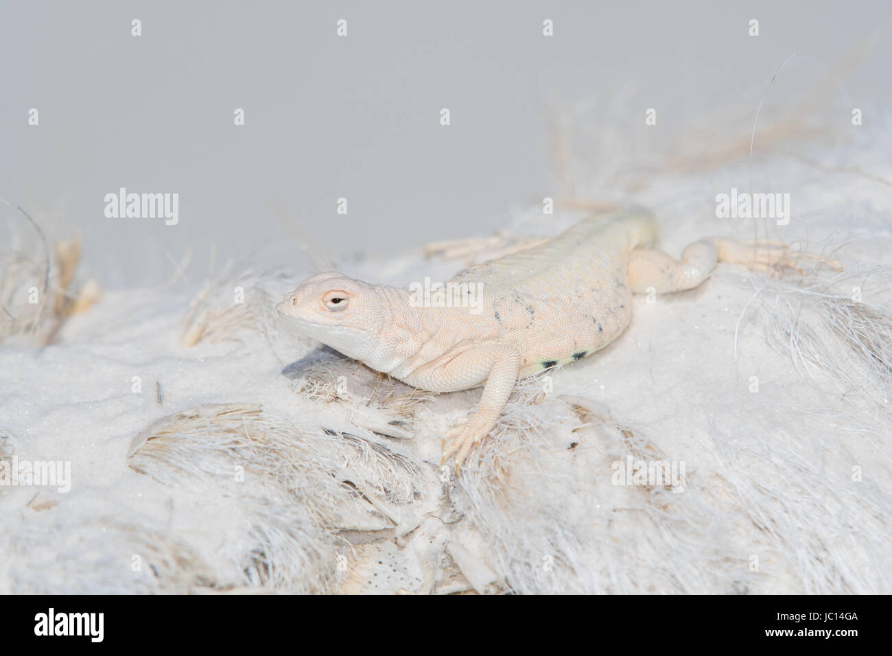 Bleached Earless Lizard, (Holbrookia maculata ruthveni), White Sands ...