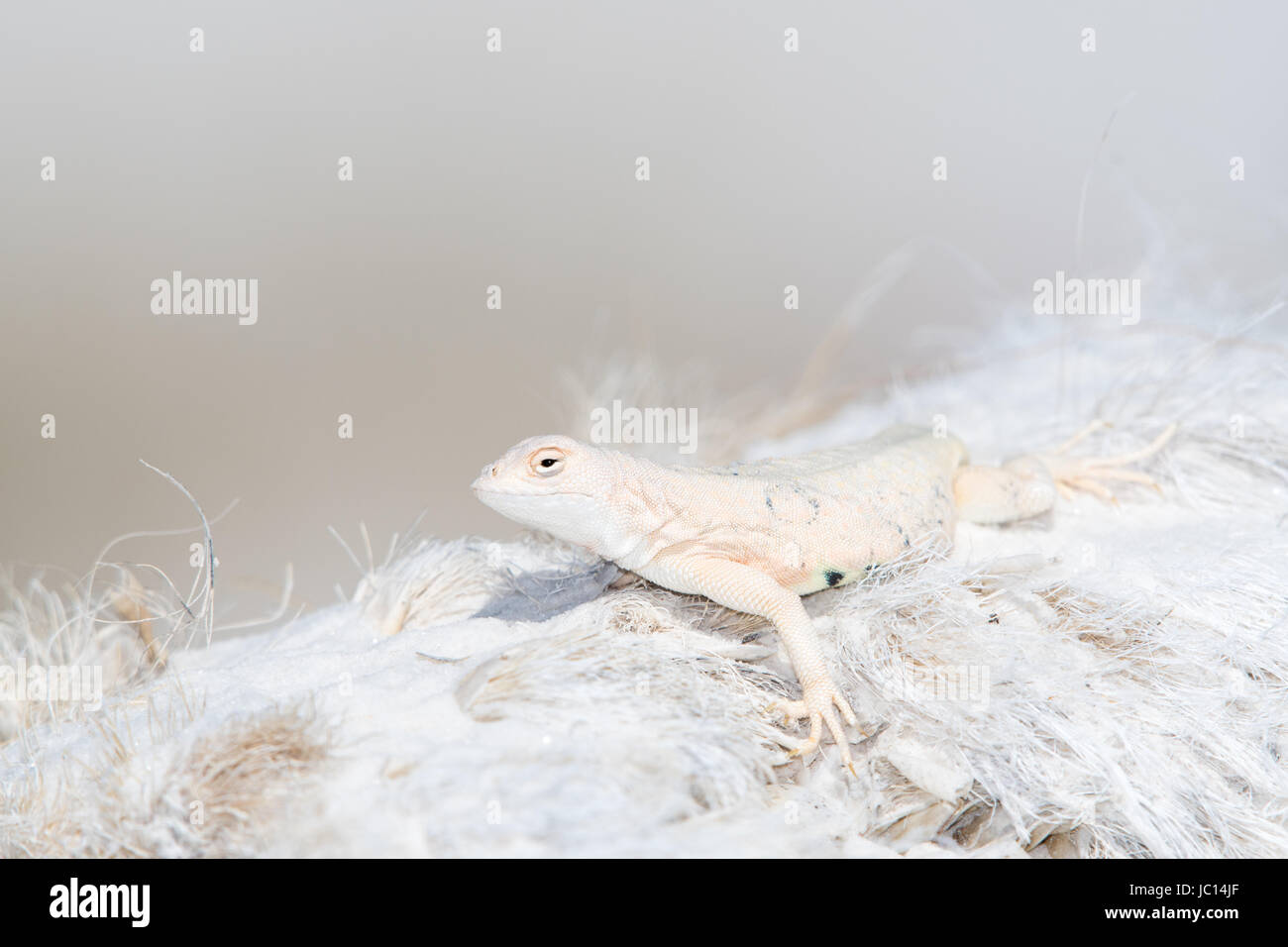 Bleached Earless Lizard, (Holbrookia maculata ruthveni), White Sands ...