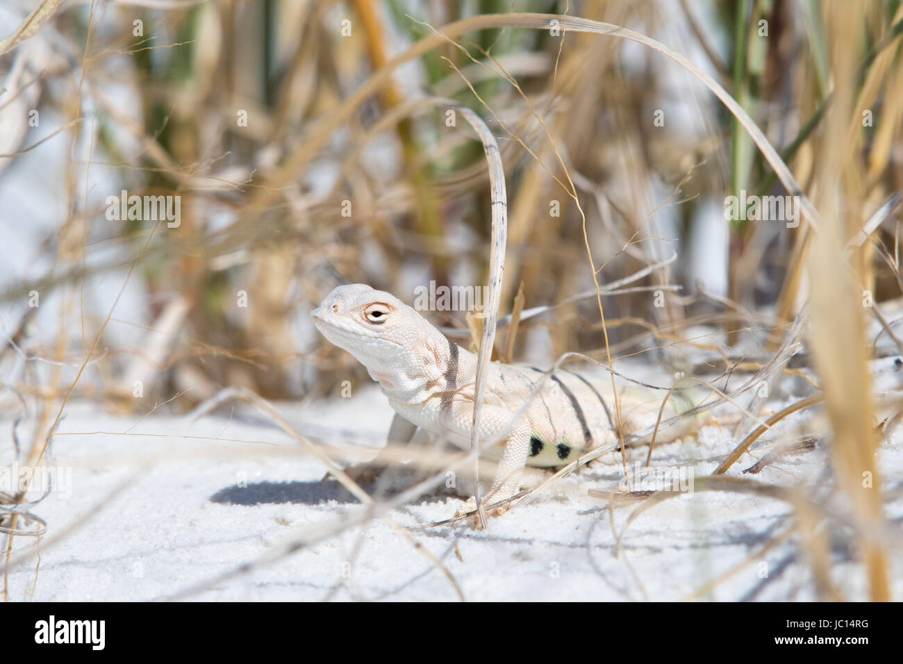 Bleached Earless Lizard, (Holbrookia maculata ruthveni), White Sands ...