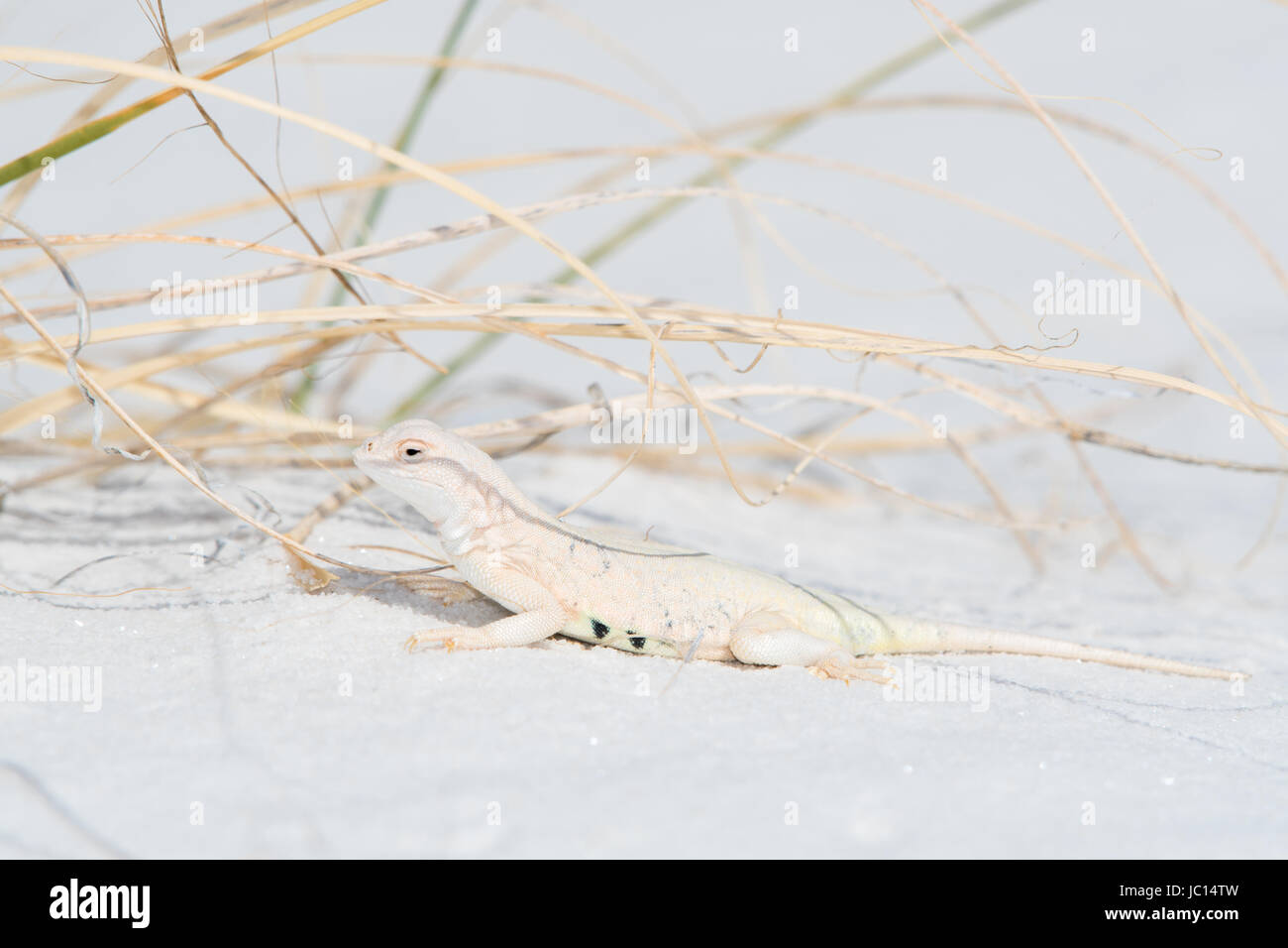 Bleached Earless Lizard, (Holbrookia maculata ruthveni), White Sands ...