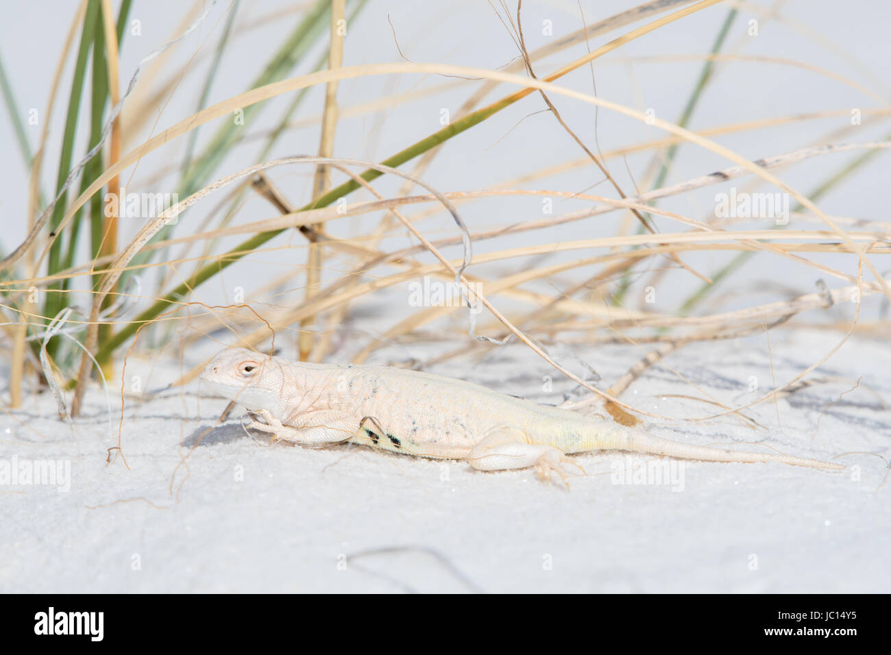 Bleached Earless Lizard, (Holbrookia maculata ruthveni), White Sands ...