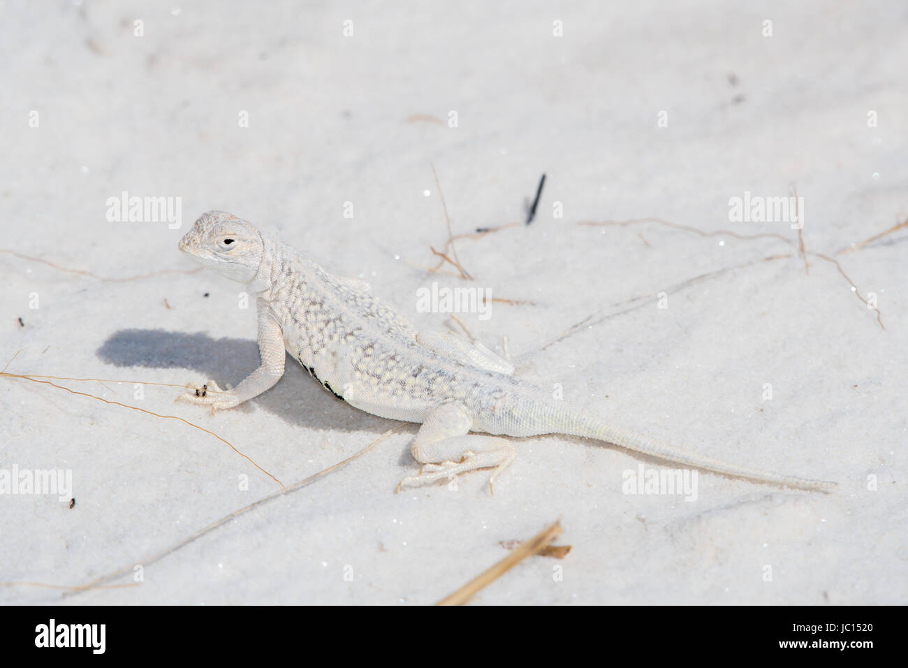 Bleached Earless Lizard, (Holbrookia maculata ruthveni), White Sands ...