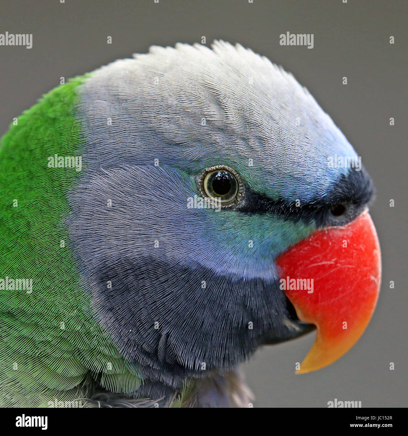 Parrot derbiana hi-res stock photography and images - Alamy