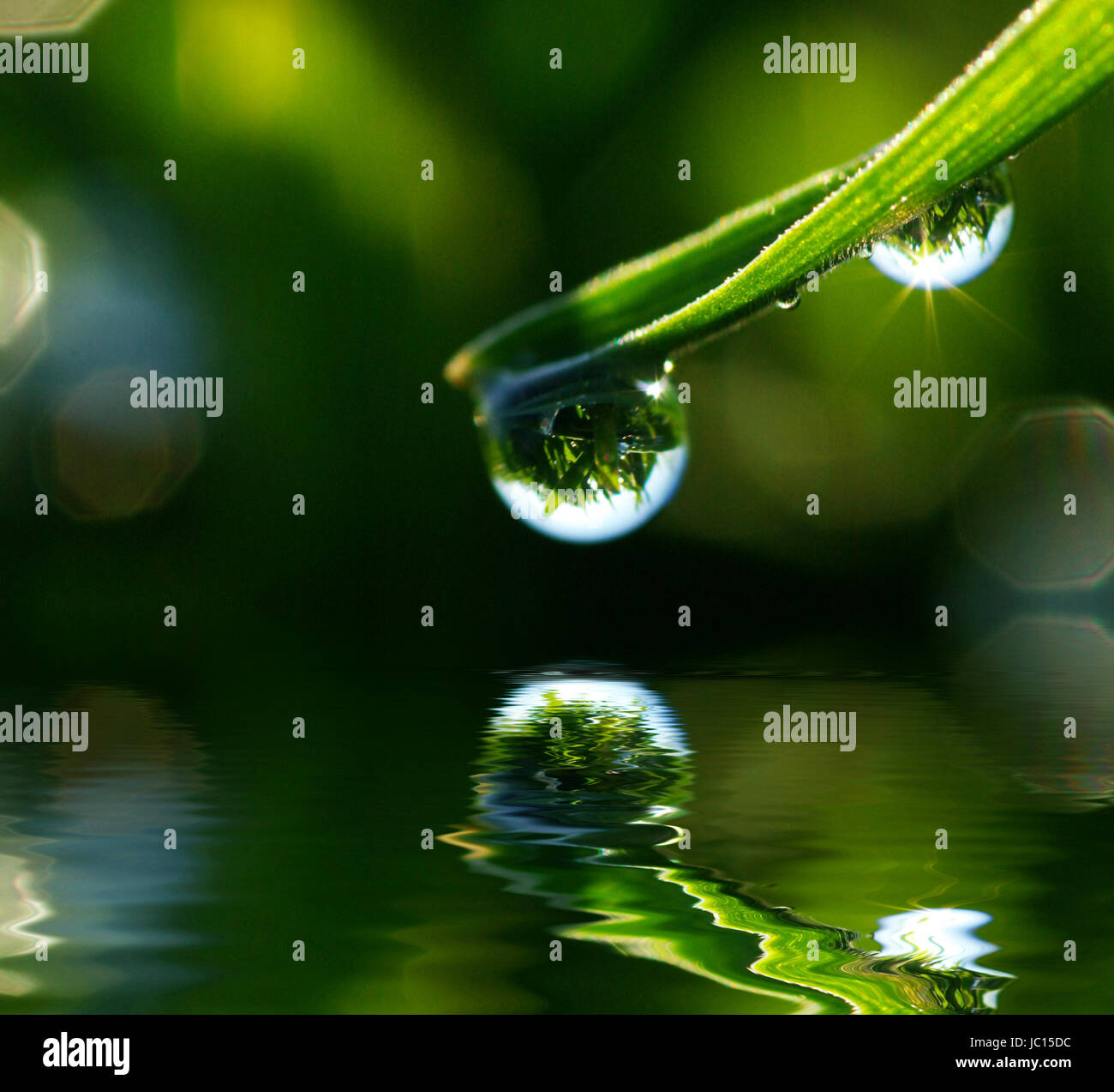 Dew drop on a blade of grass Stock Photo - Alamy