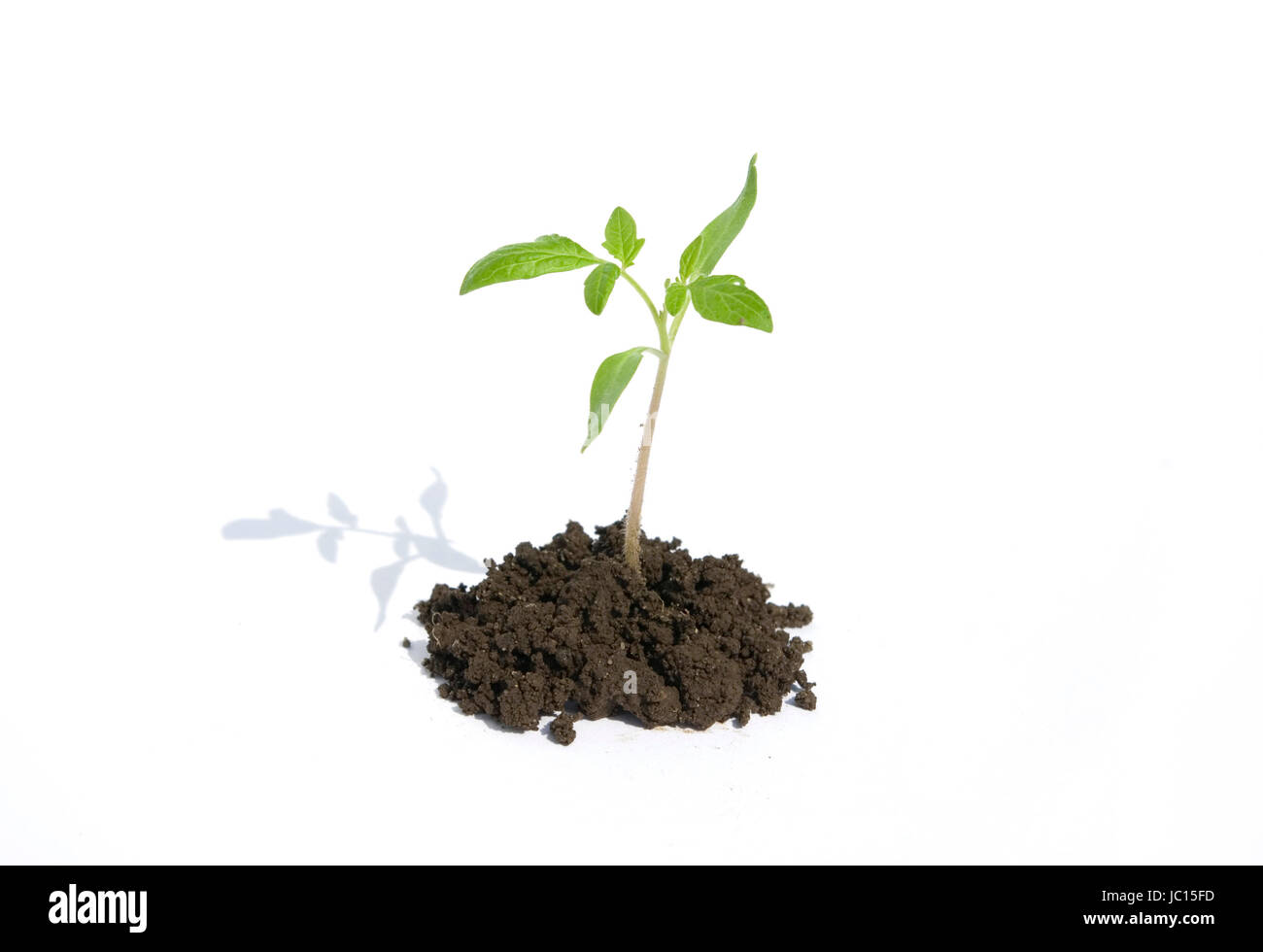 Little green plant on white background Stock Photo - Alamy