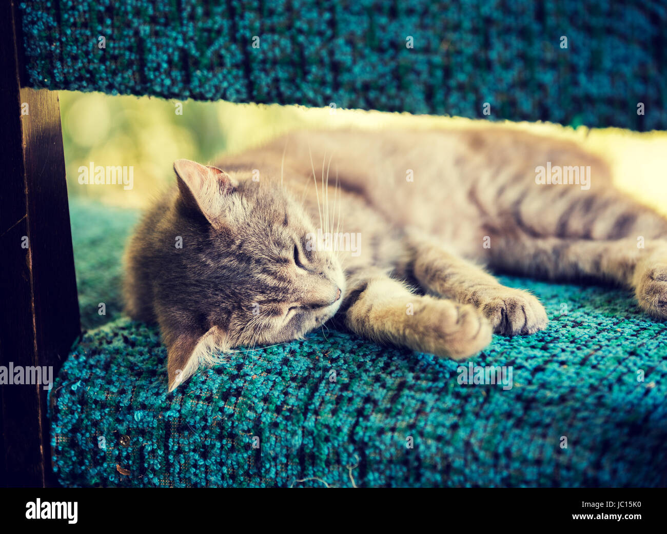 Cat sleeping serenely on a chair Stock Photo - Alamy