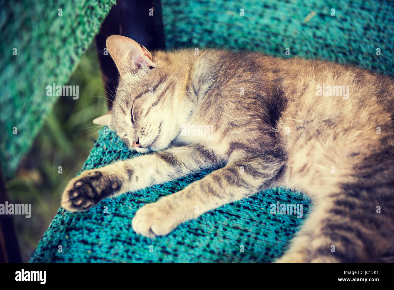 Cat sleeping on armchair hi-res stock photography and images - Alamy
