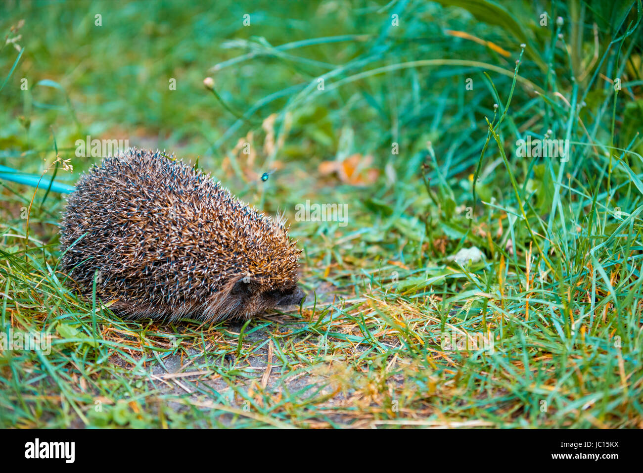 Hedgehog walk hi-res stock photography and images - Alamy