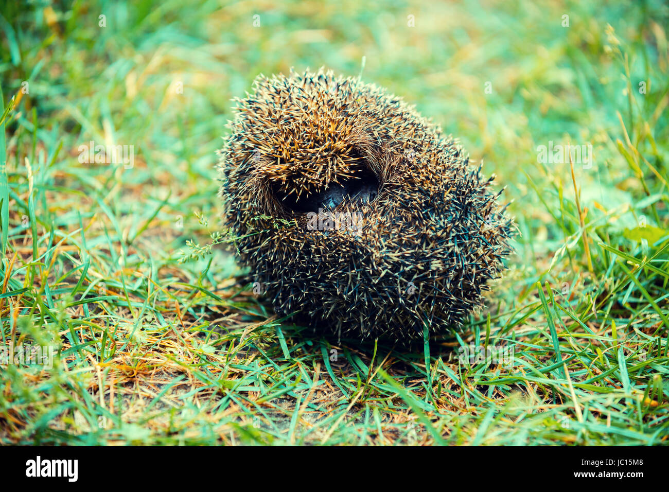 Hedgehog rolled into ball hi-res stock photography and images - Alamy