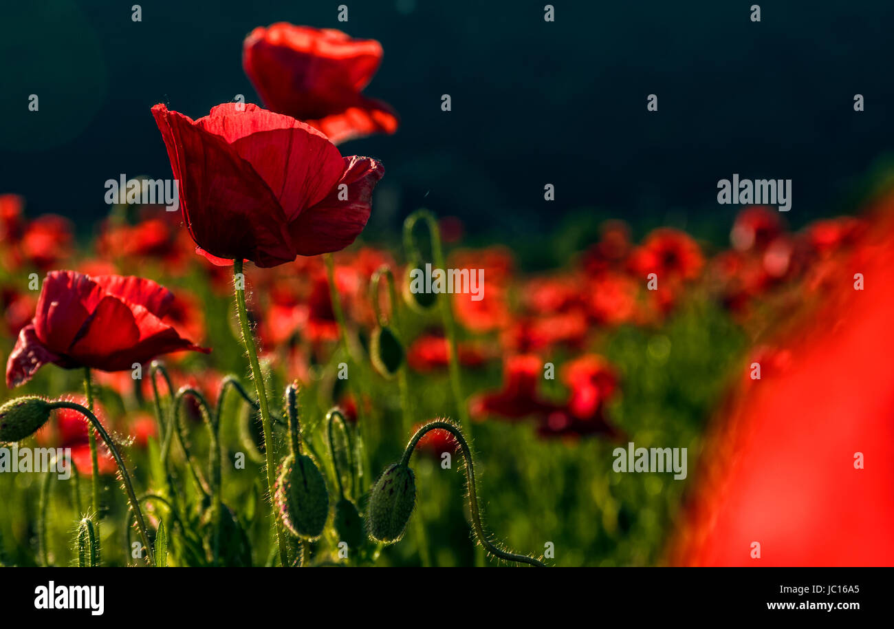 poppy flowers close up in the field. beautiful summer background Stock ...