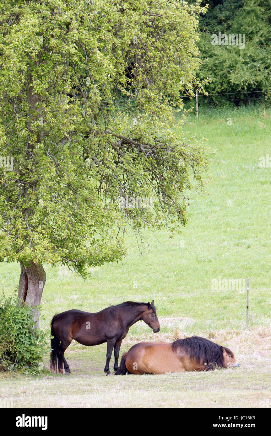 Zwei pferde hi-res stock photography and images - Alamy