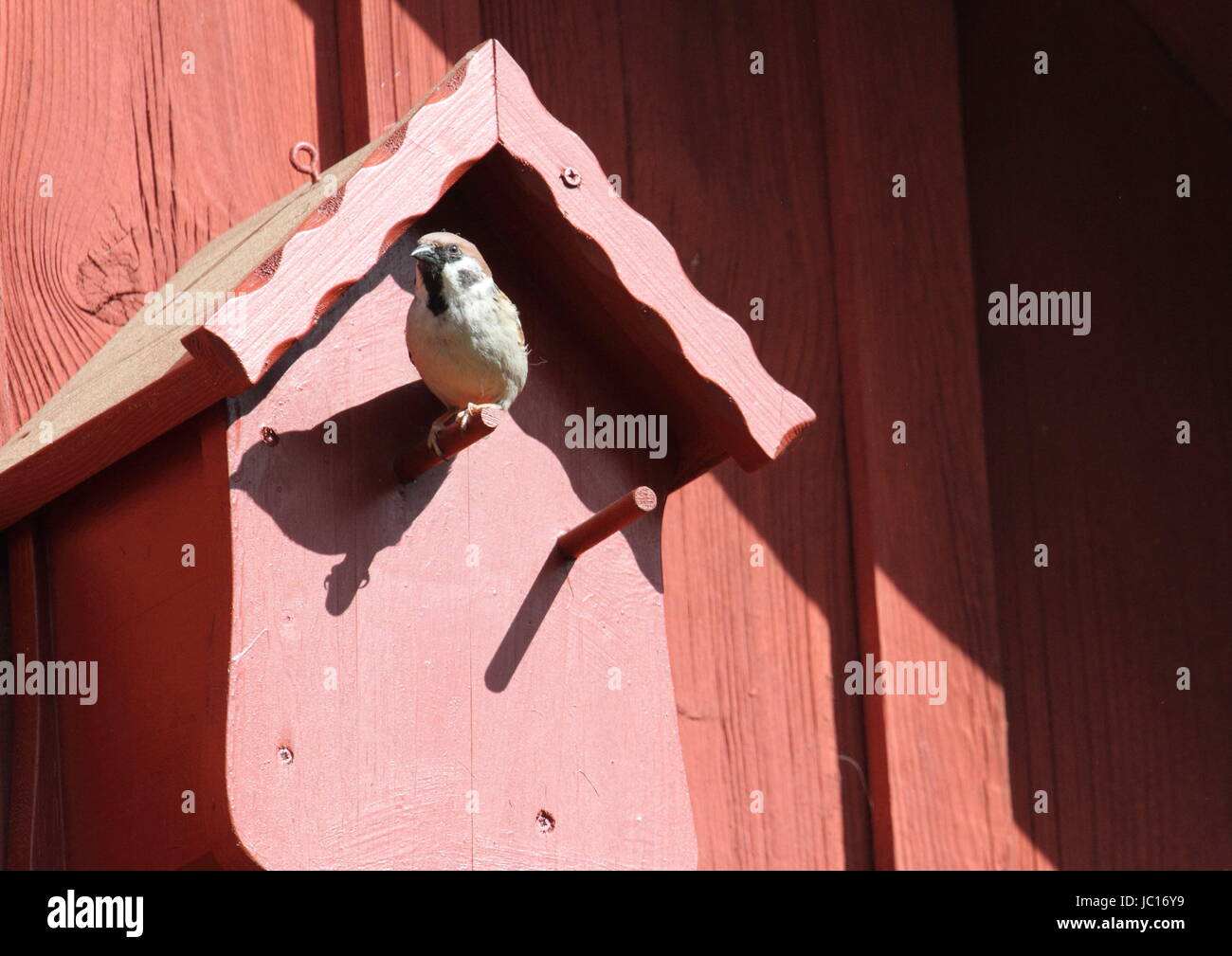 Sparrow aviary hi-res stock photography and images - Alamy