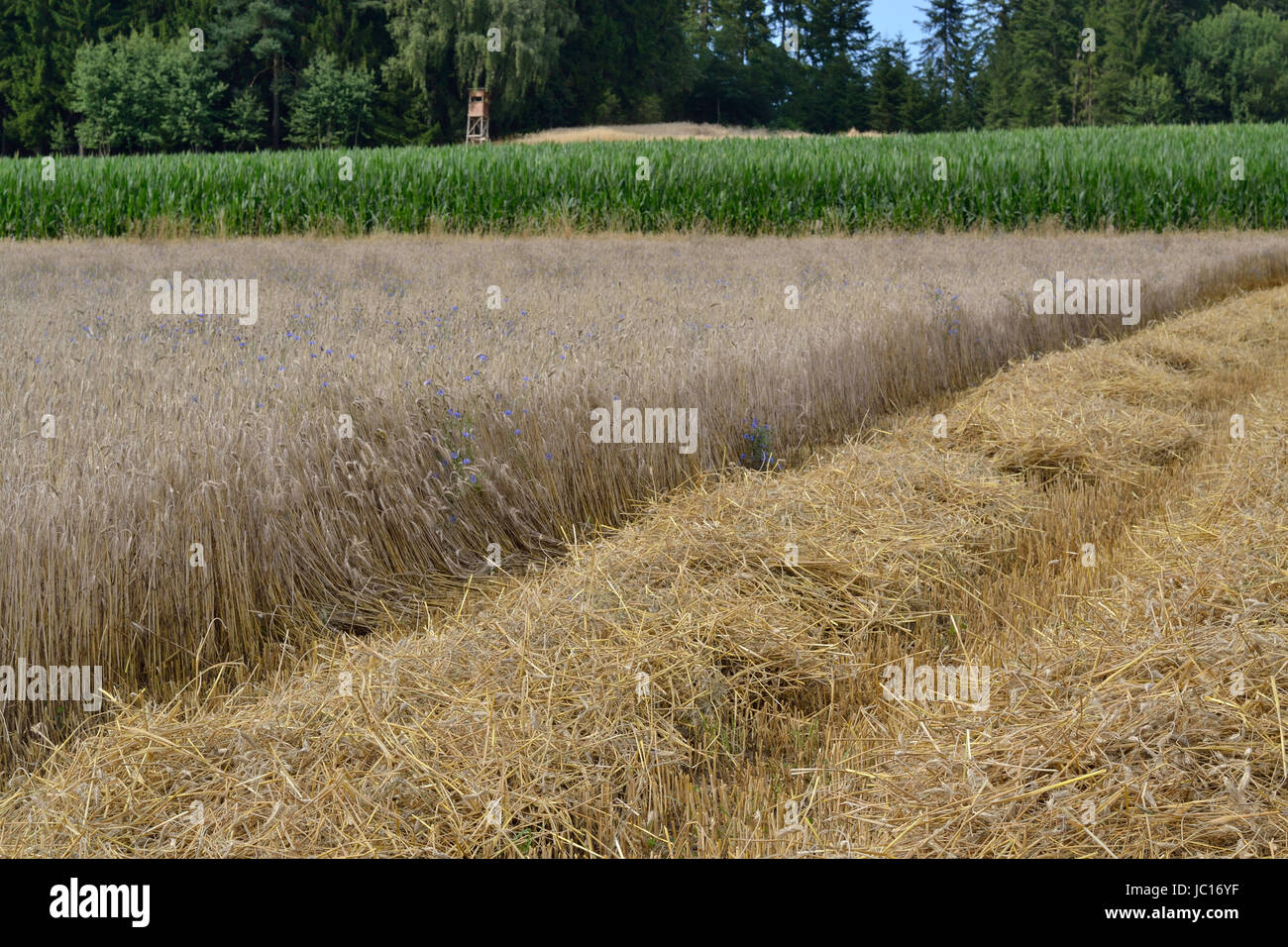 Kreuzung weizen roggen hi-res stock photography and images - Alamy