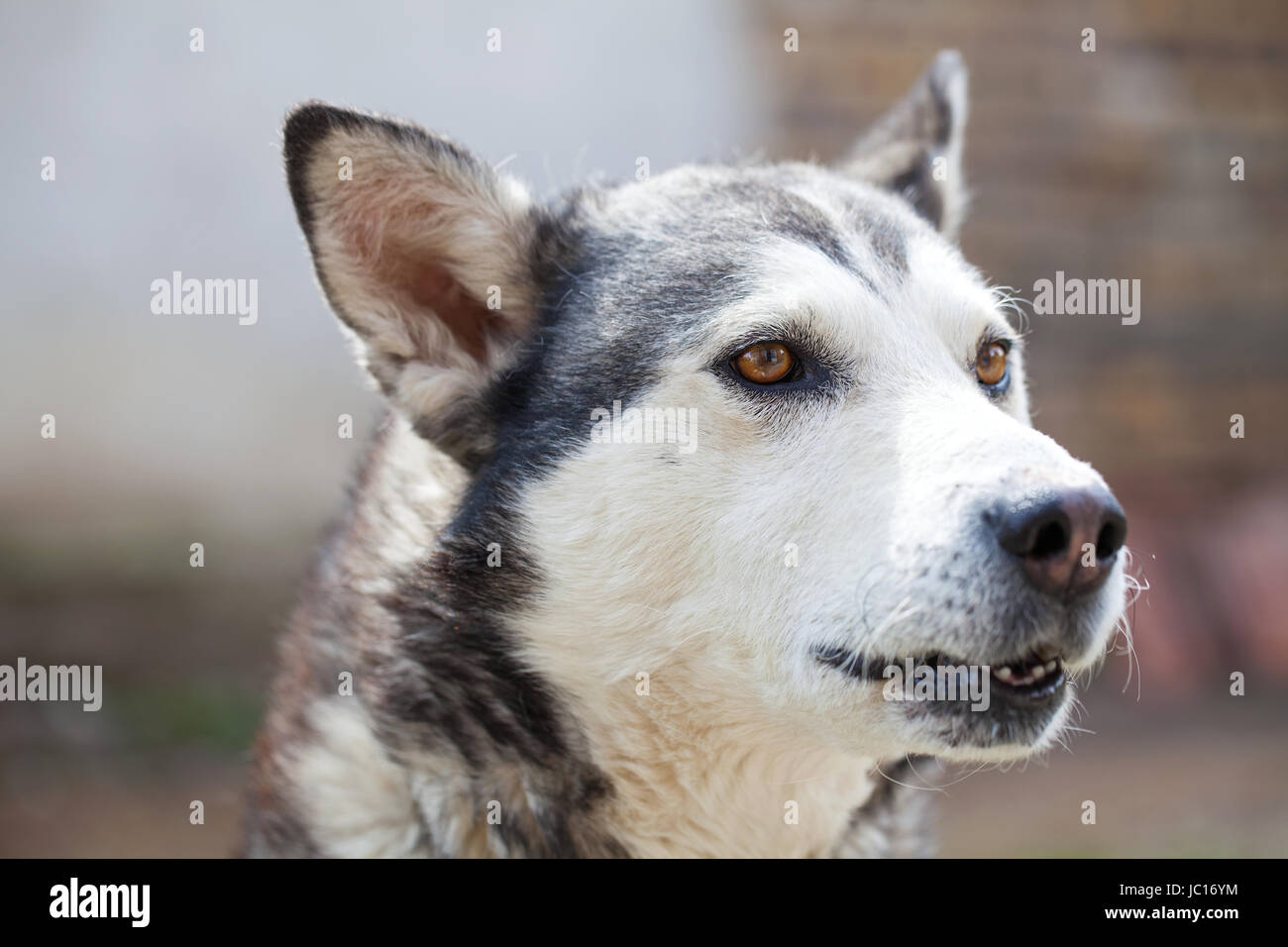 Portrait of a cute young cur dog posing in the sunshine outdoor Stock ...
