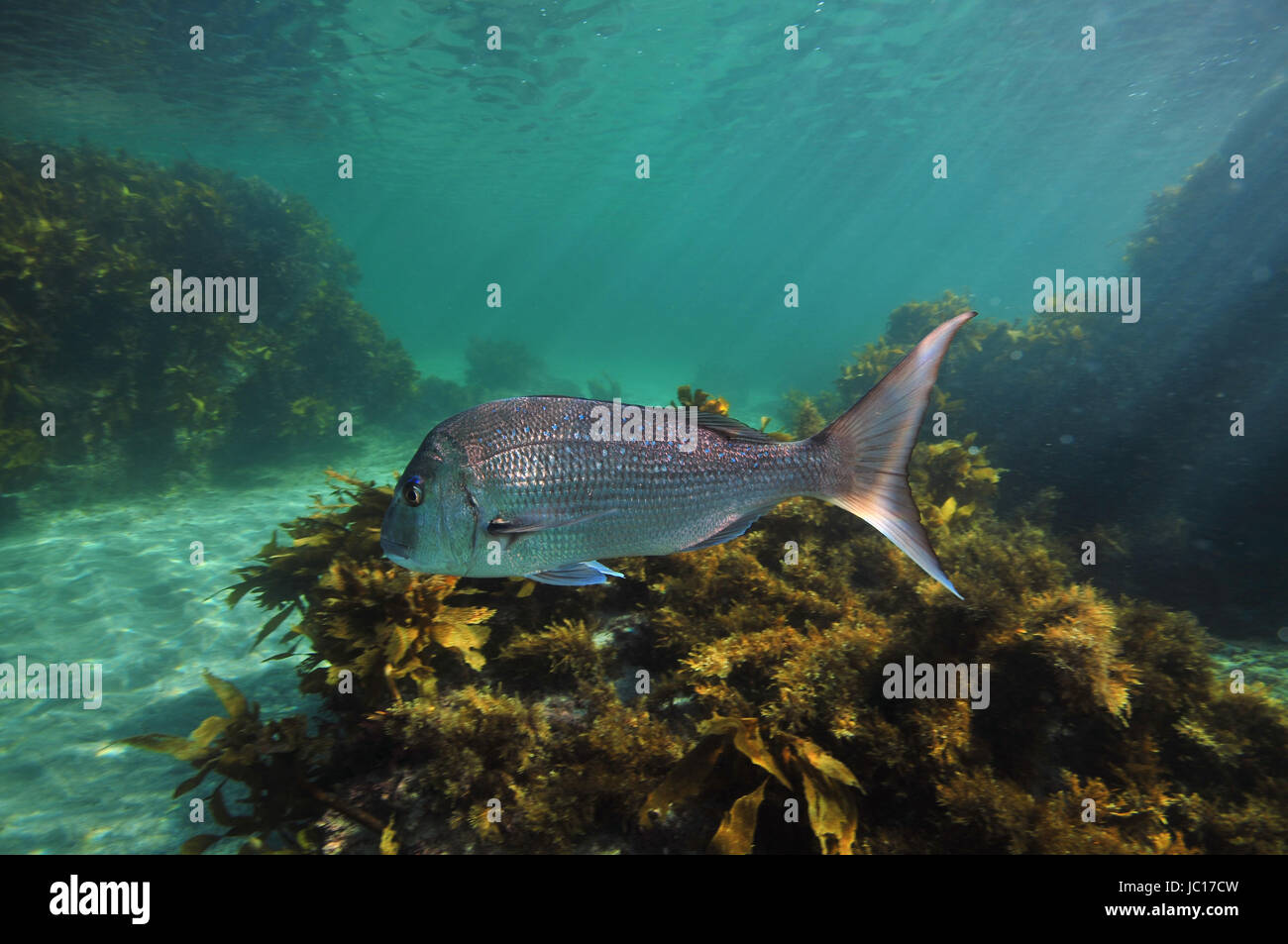 Australasian snapper Pagrus auratus swims above flat sandy bottom ...