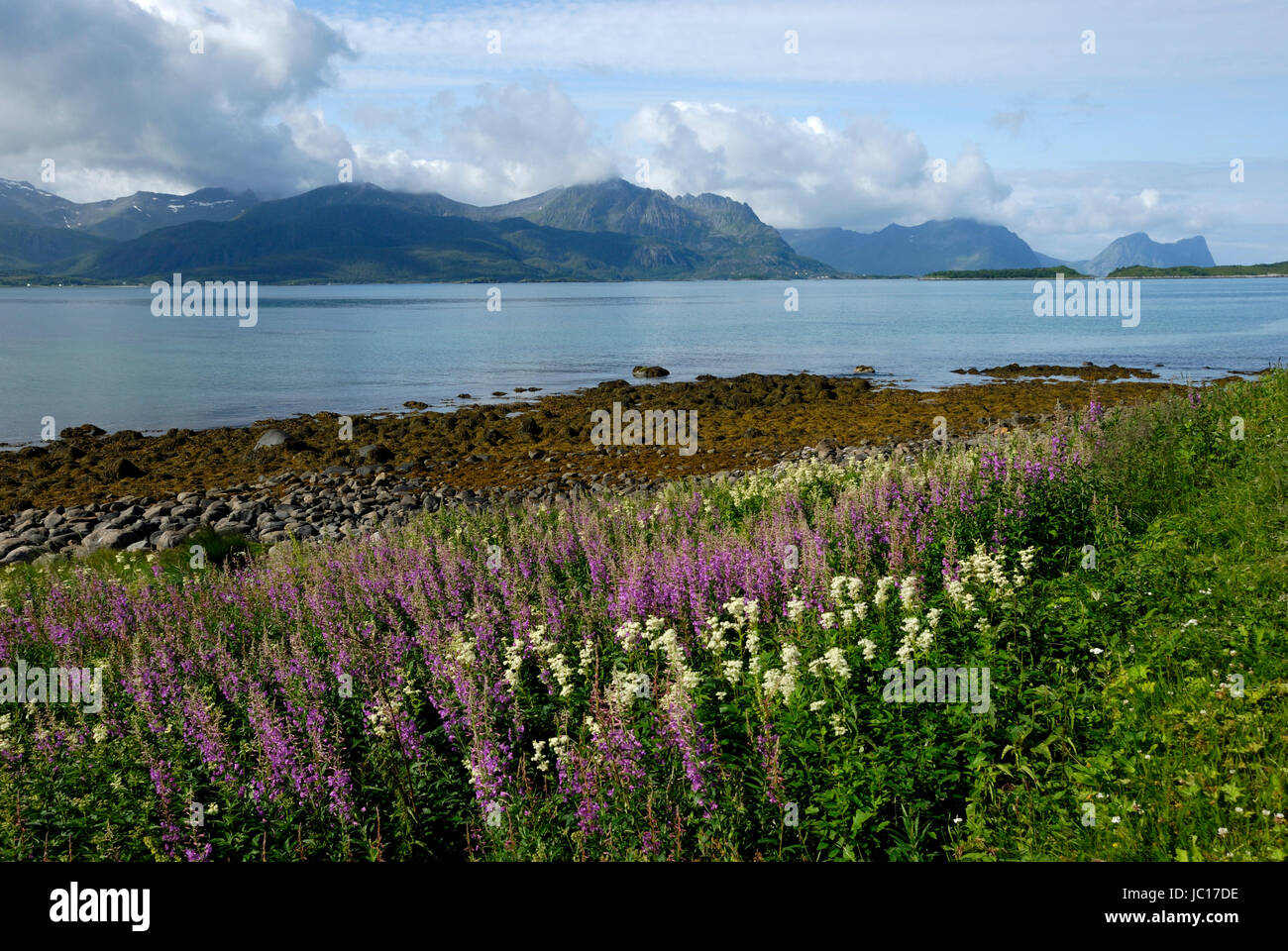 Schmalblattrige hi-res stock photography and images - Alamy