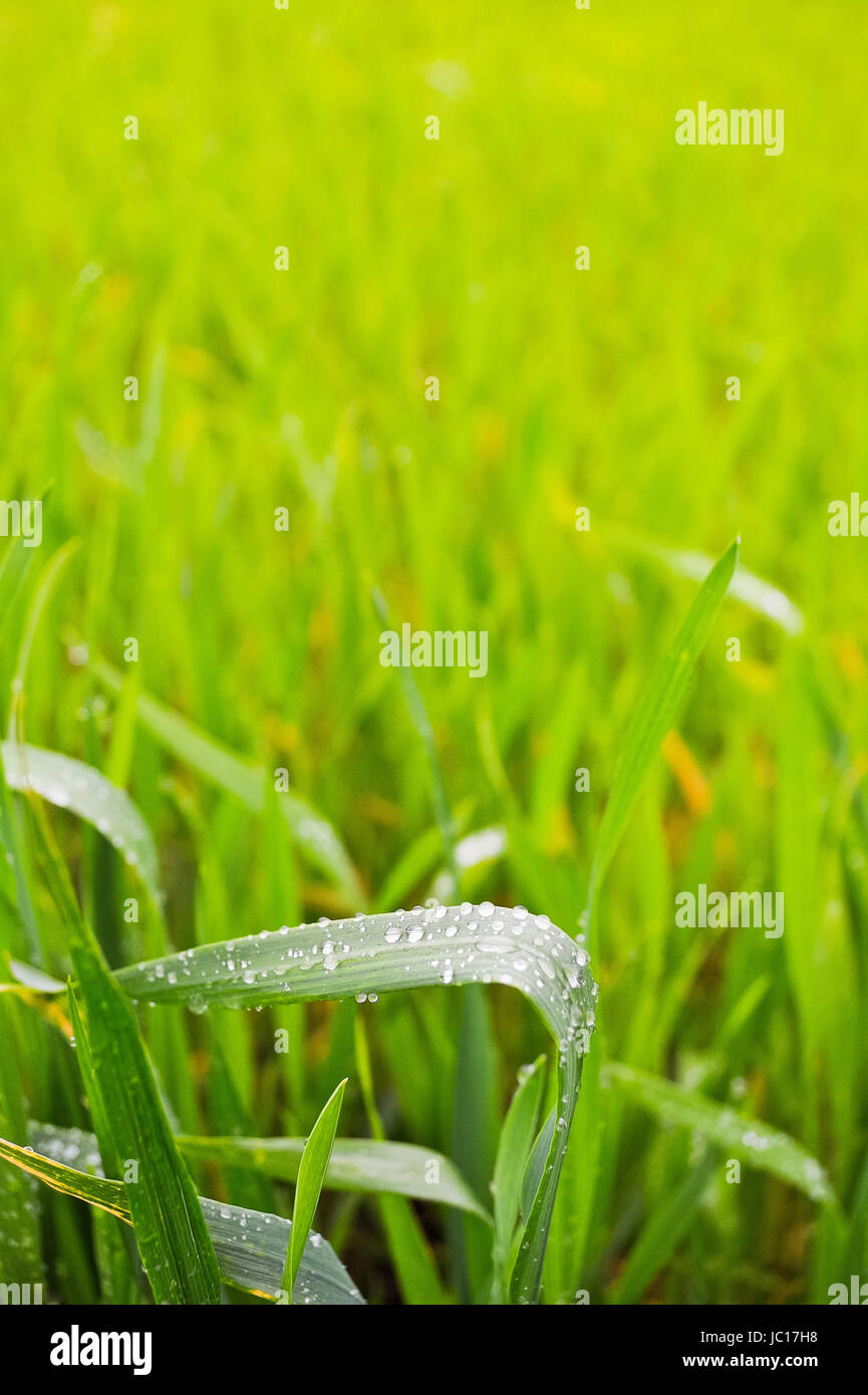 Progression cereal hi-res stock photography and images - Alamy