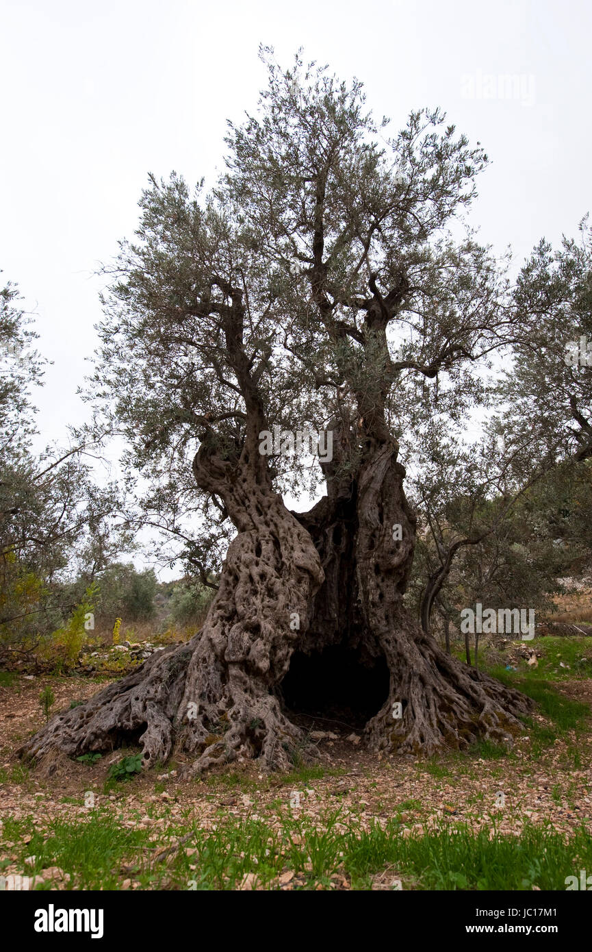 ancient olive tree / lebanon Stock Photo - Alamy