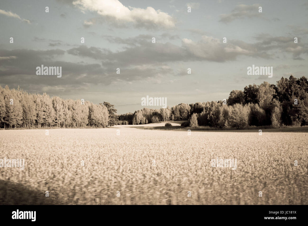 Fields in mid-eastern Sweden Stock Photo - Alamy