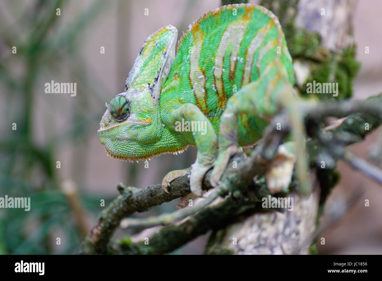 multifarious richly coloured Stock Photo - Alamy